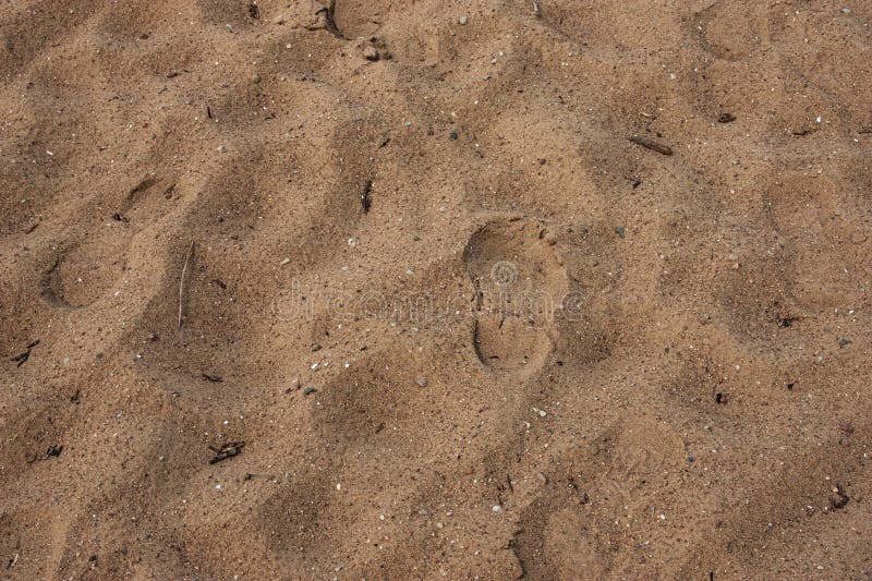 Human Footprints on a Sandy Beach. Sand Stock Photo - Image of holiday ...