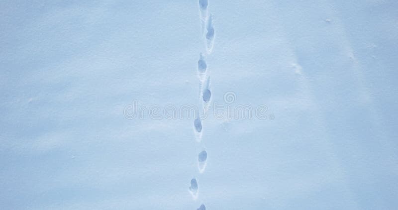 Human Footprints in the Snow. Aerial View. a Snowy Field and Deep ... Human Footprints in the Snow. Aerial View. a Snowy Field and Deep ...