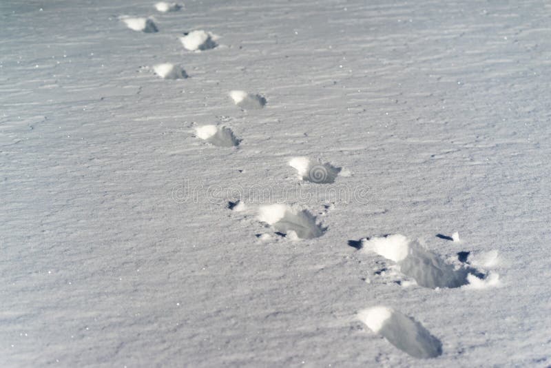 Human Footprints in the Snow. Footpath in the Snow Stock Image - Image ...