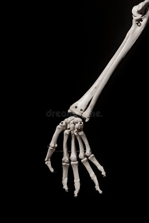 Human Forearm Skeleton Anatomy Bone 5 Stock Photo - Image of body ...