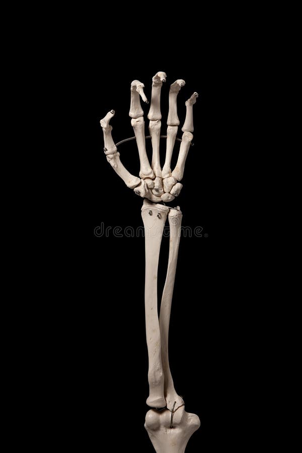 Human Forearm Skeleton Anatomy Bone 12 Stock Image - Image of model ...