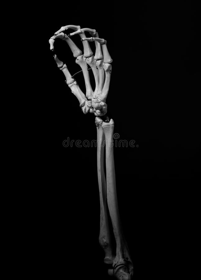 Human Forearm Skeleton Anatomy Bone 10 Stock Photo - Image of knot ...