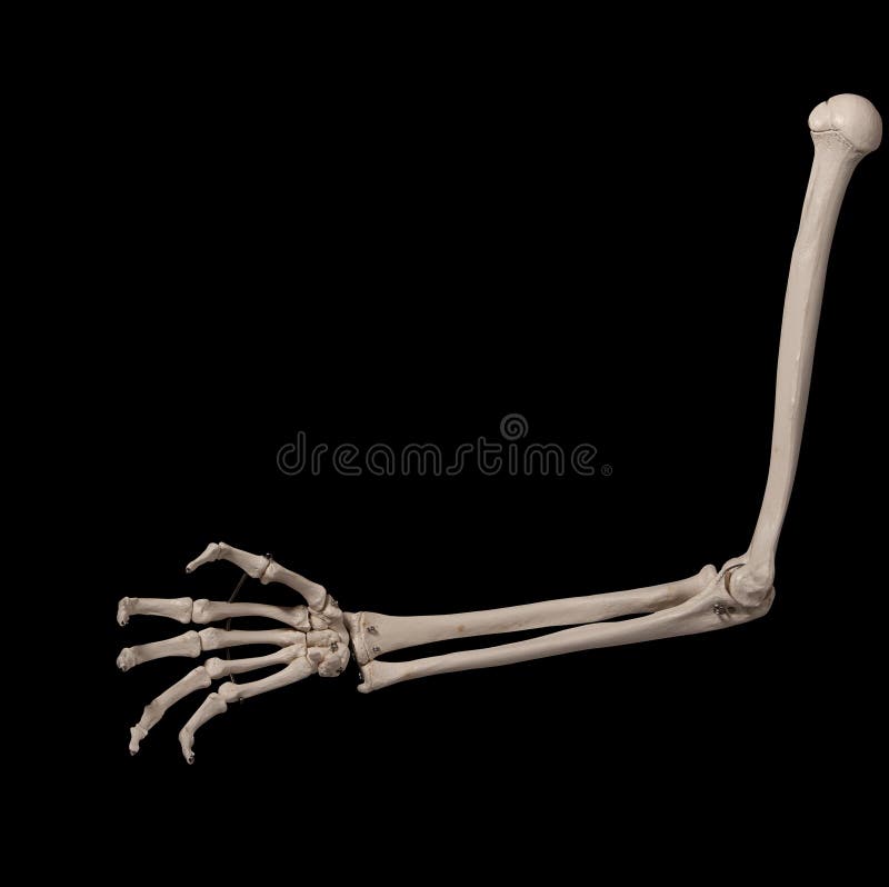 Human Forearm Skeleton Anatomy Bone 10 Stock Photo - Image of knot ...