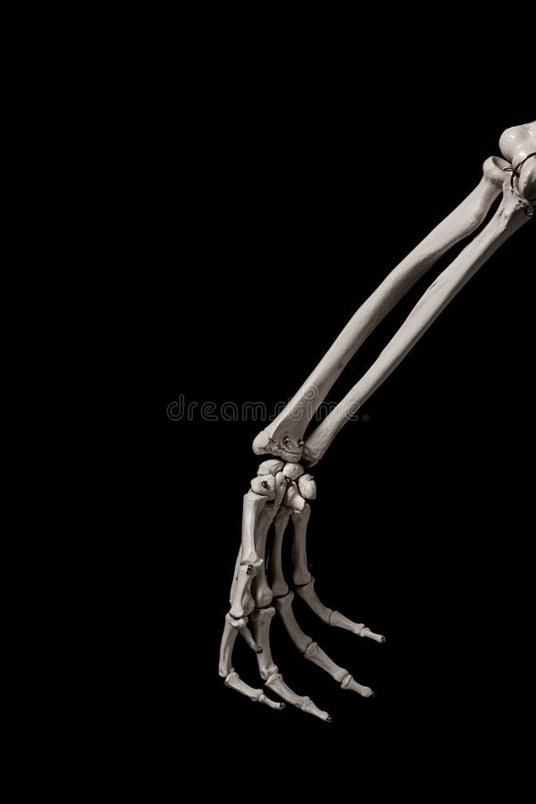 Human Forearm Skeleton Anatomy Bone 3 Stock Photo - Image of black ...