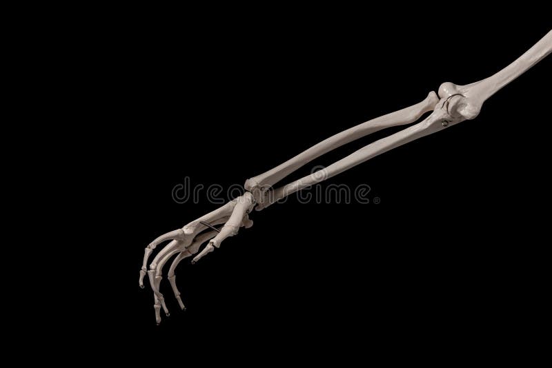 Human Forearm Skeleton Anatomy Bone 10 Stock Photo - Image of knot ...
