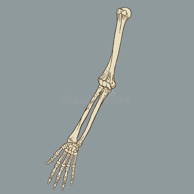 Forearm Skeleton Stock Illustrations – 704 Forearm Skeleton Stock ...
