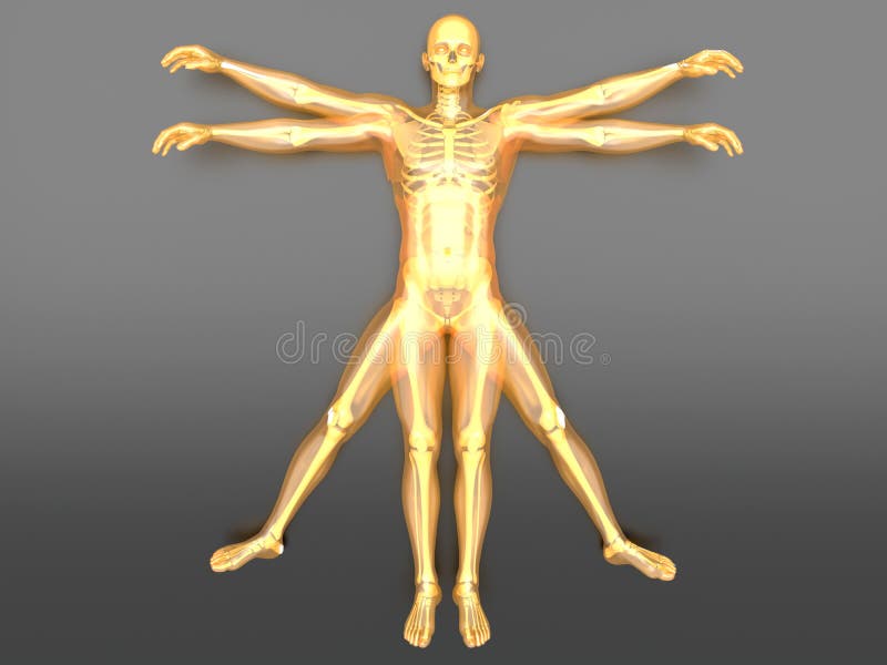 Human Davinci Stock Illustrations – 286 Human Davinci Stock ...