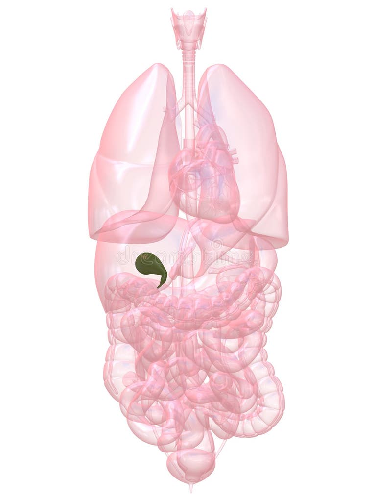 Bladder Gallbladder Stock Illustrations – 3,525 Bladder Gallbladder ...