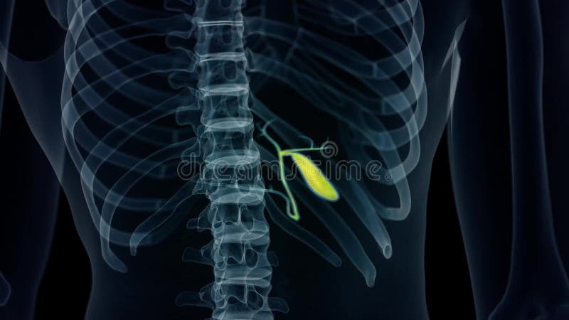 The human gallbladder stock video. Video of anatomical - 140264451