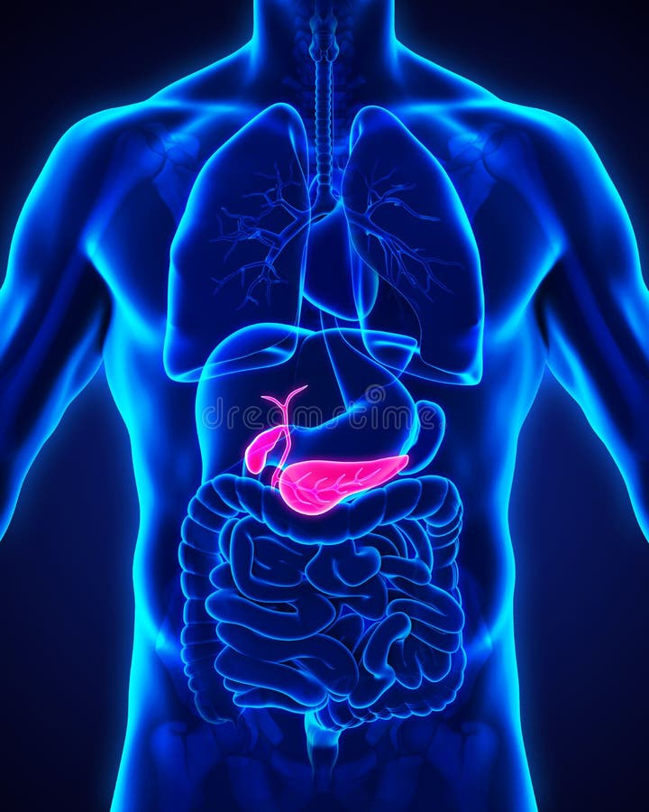 Human Gallbladder and Pancreas Anatomy Stock Illustration ...