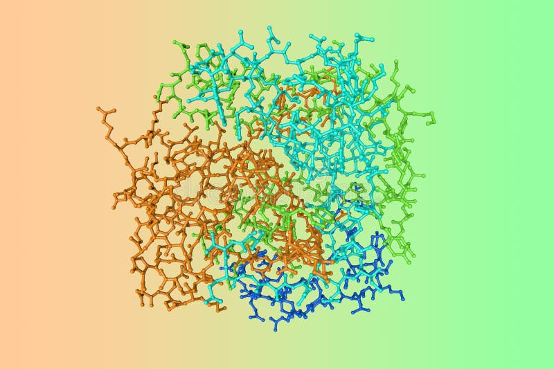 Human Gamma-thrombin. Molecular Model. Rendering with Differently ...