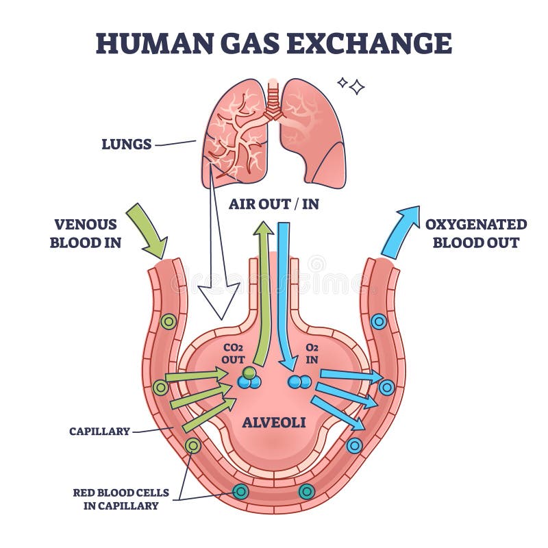 Human Gas Exchange System with Blood Oxygen Circulation Outline Diagram ... Human Gas Exchange System with Blood Oxygen Circulation Outline Diagram ...