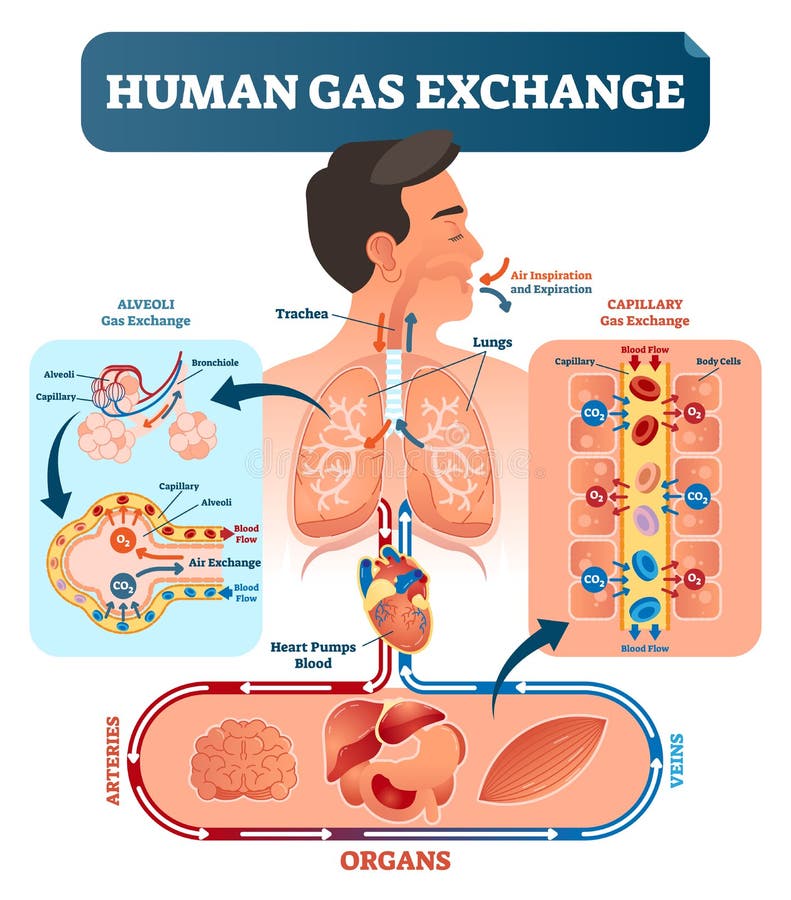 Lungs Anatomy Medical Vector Illustration Diagram Set with Lung Lobes ... Lungs Anatomy Medical Vector Illustration Diagram Set with Lung Lobes ...