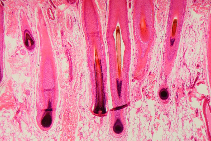 Human Hair Cells Under A Microscope