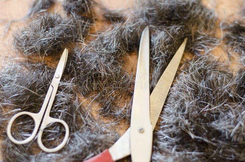Human hair and scissors stock image. Image of hairdressing - 89461907
