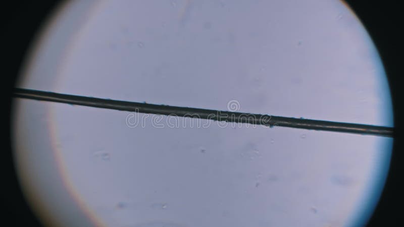Human Hair Strand Under Microscope Static View Stock Footage - Video of ...
