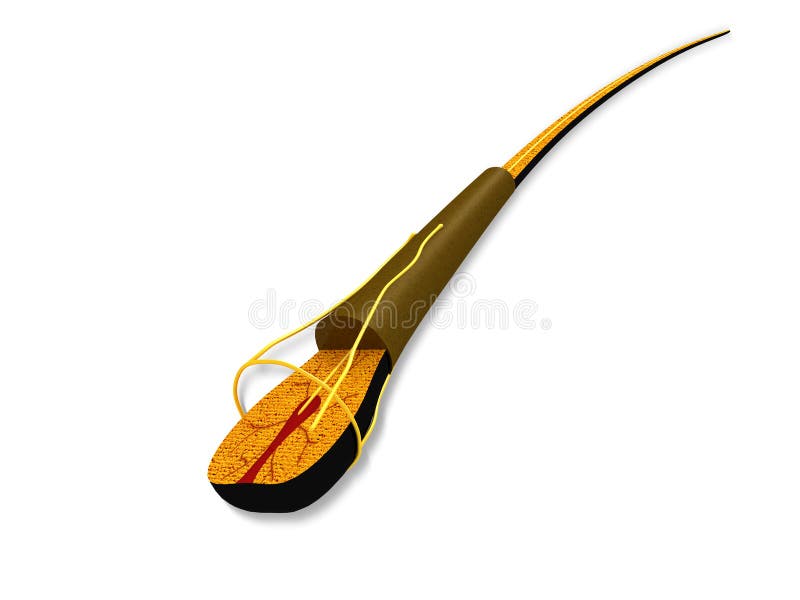 Human hair structure stock illustration. Illustration of anatomical ...