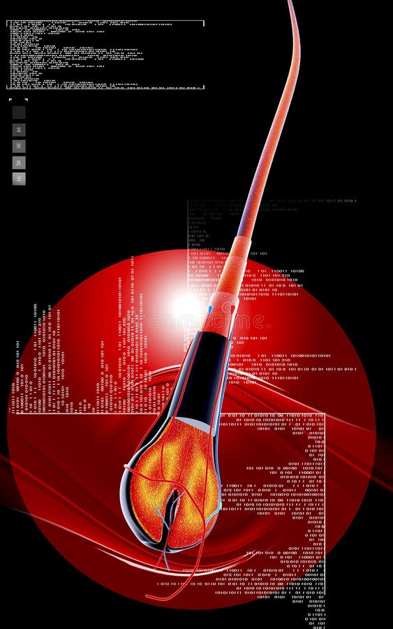 Human Hair Structure Diagram Medical Science Stock Vector ...