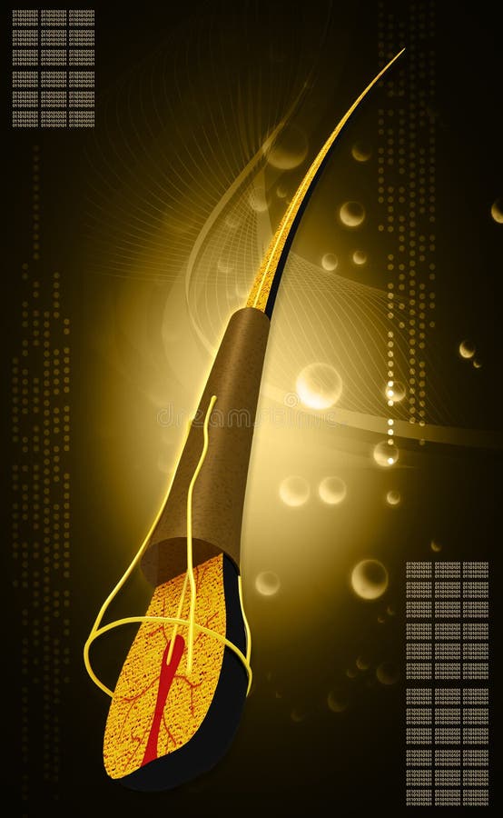 Human Hair Structure Anatomy Stock Illustration - Illustration of ...