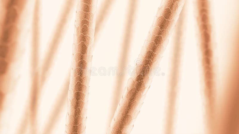 Human Hair Under the Microscope. Close-up. Brown Color Stock ...