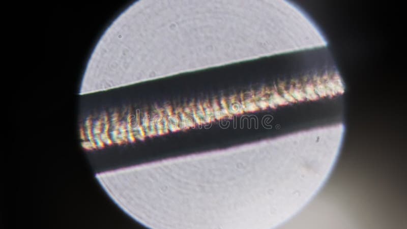 Single Human Hair Under a Microscope Magnification Stock Video - Video ...