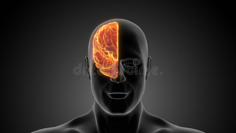 Human Half Brain Medical Animation Stock Illustration - Illustration of ...