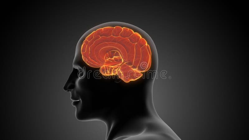 Human Half Brain Medical Animation Stock Illustration - Illustration of ...