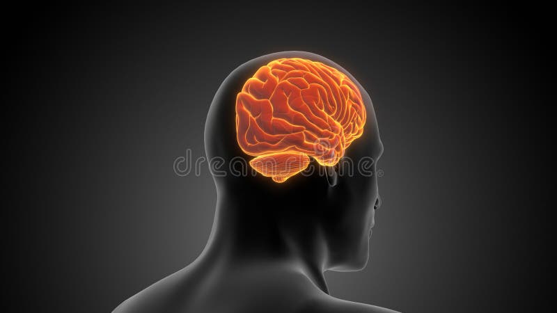 Human Half Brain Medical Animation Stock Illustration - Illustration of ...