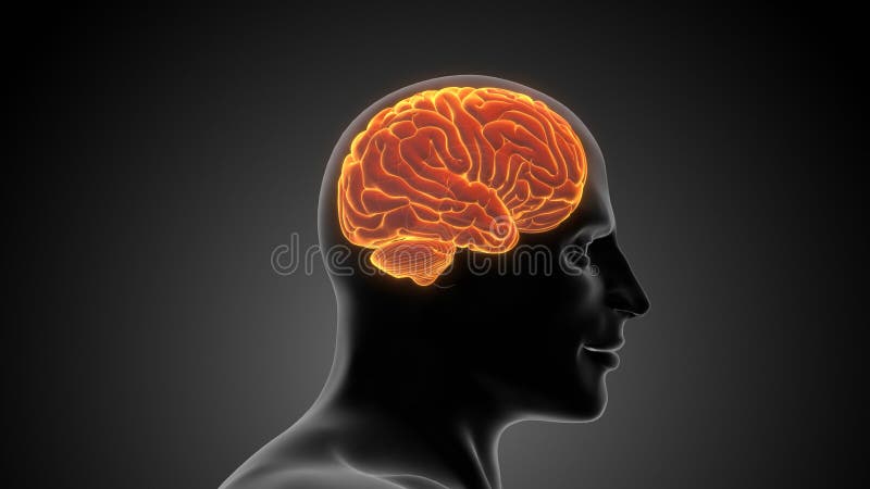 Human Half Brain Medical Animation Stock Illustration - Illustration of ...