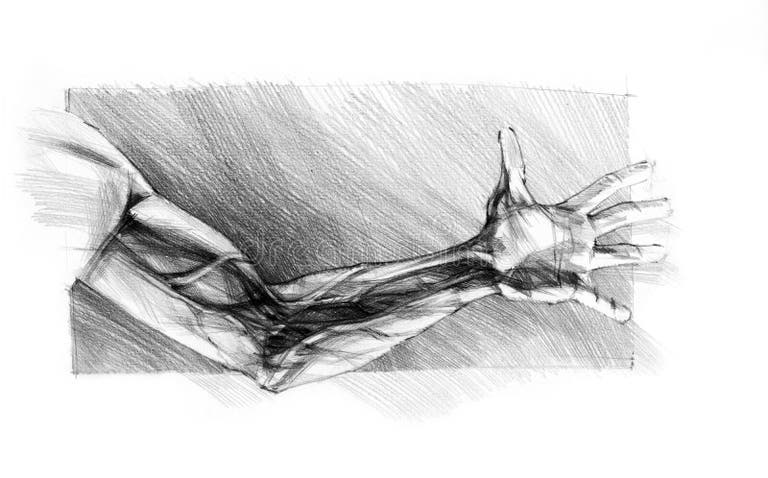Human Hand Pencil Sketch Stock Illustrations – 8,290 Human Hand Pencil ...