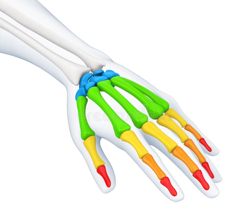 Human Hand Anatomy Illustration Stock Illustration - Illustration of ...