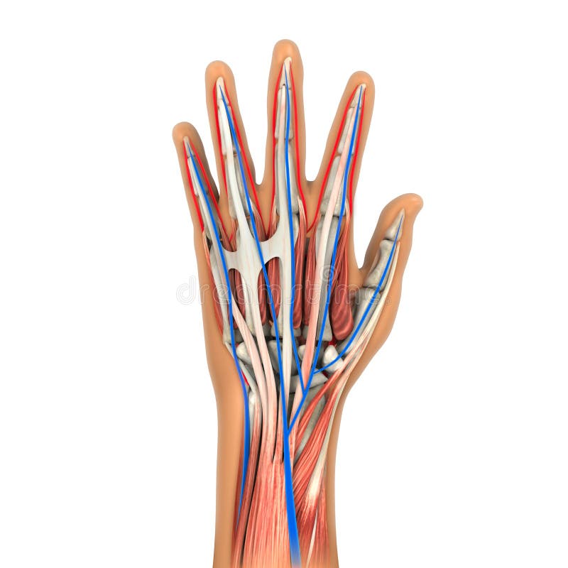 Human Hand Anatomy Illustration Stock Illustration - Illustration of ...