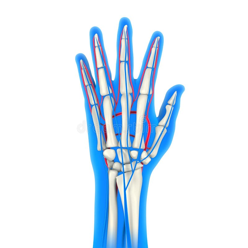 Human Hand Anatomy Illustration Stock Illustration - Illustration of ...