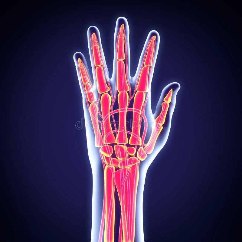 Human Hand Anatomy Illustration Stock Illustration - Illustration of ...