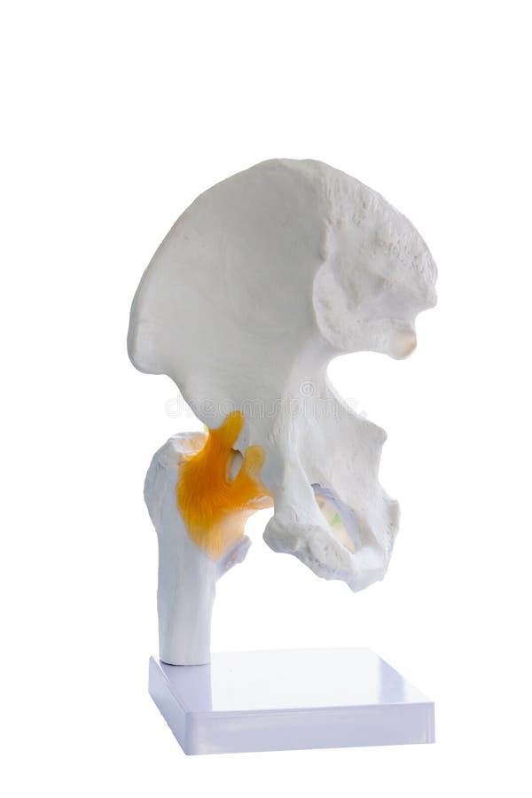 Human Hand And Bond Models For Teaching Knowledge Stock Image - Image ...