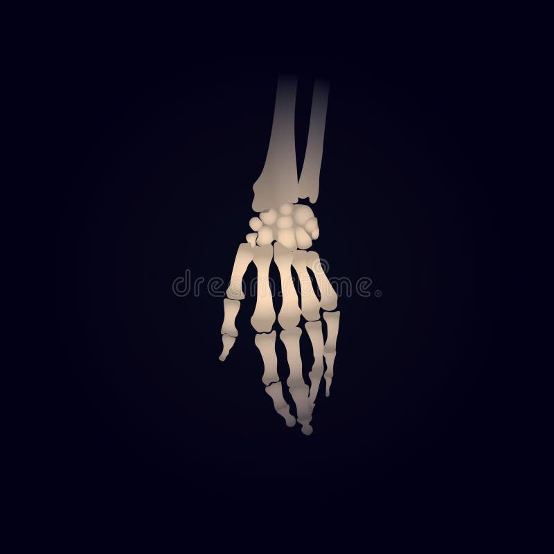 Human Hand Bone. Vector Illustration Decorative Design Stock Vector ...