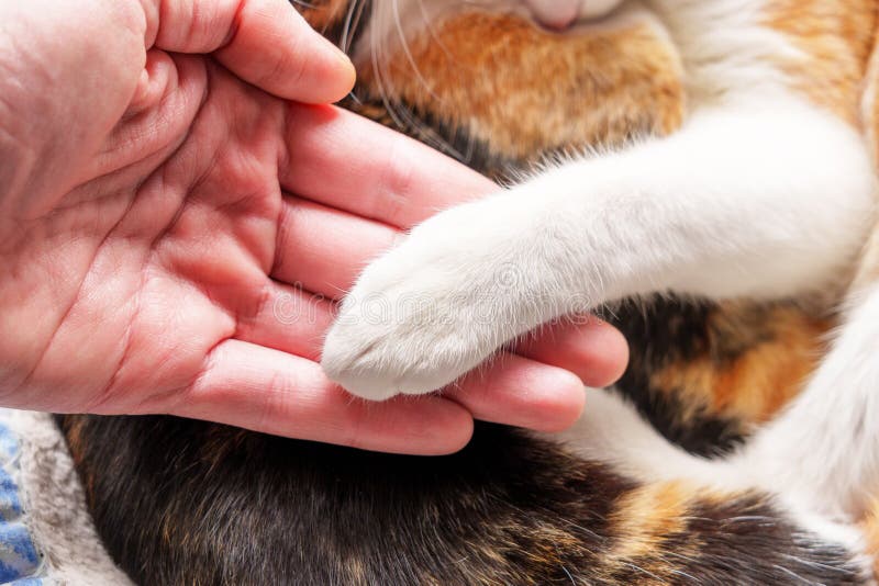 Human Hand and Cat Paw Together. Help Animals Concept Stock Photo ...