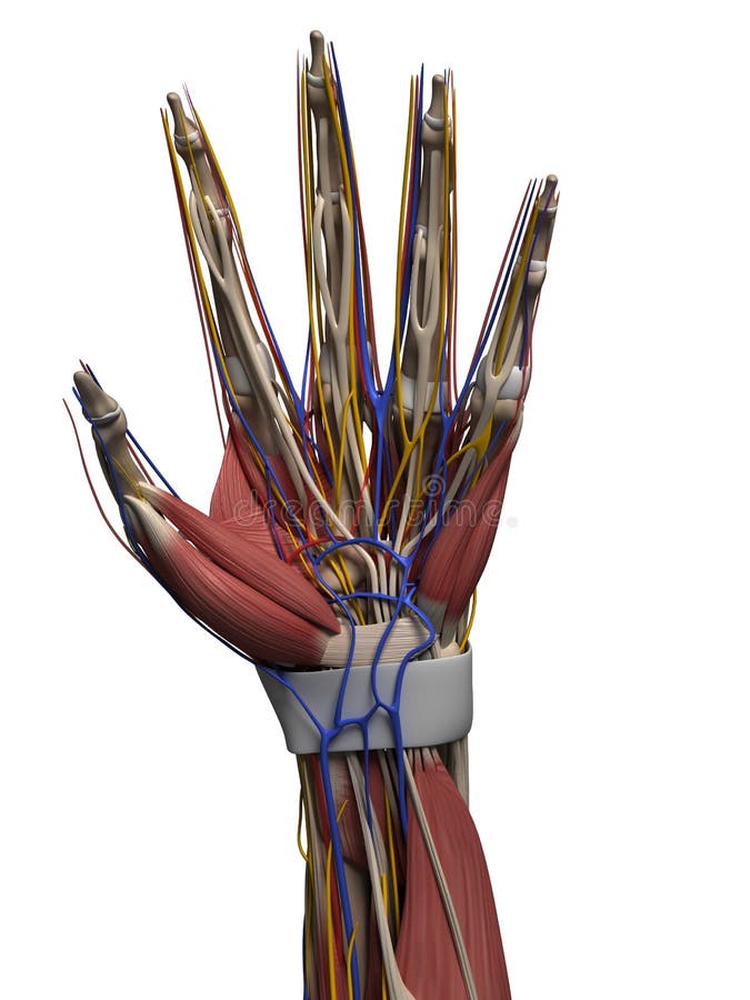 Human hand stock illustration. Illustration of muscle - 30725059