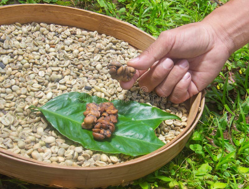 Human Hand with Feces with Embedded Coffee Beans Stock Photo - Image of ...