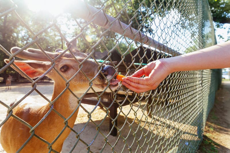 Human Hand is Feeding a Deer with Bread Stock Photo - Image of bread ...