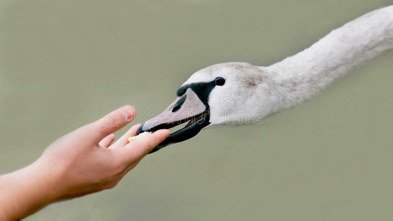 Human hand feeding swan stock image. Image of bread, head - 7991567