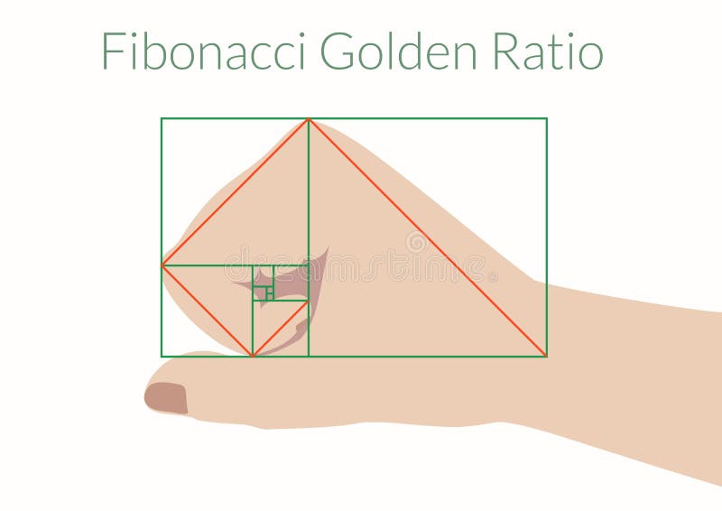 Human Hand Fibonacci Ratio. Stock Vector - Illustration of fibonacci ...