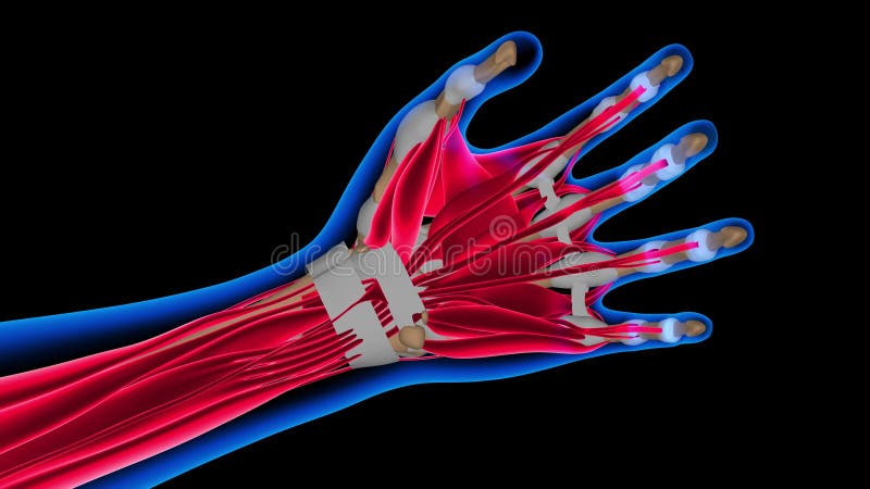 Human Hand Fingers Folding Animation Showing with Bones and Muscle 3D ...