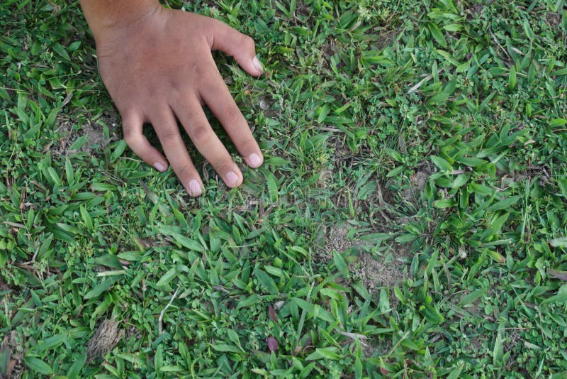 Human Hand on the Grass. Environment Concept and Love Earth Stock Photo ...