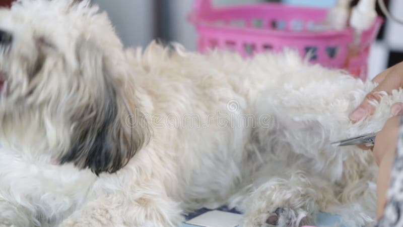 Human Hand Grooming Her Dog Stock Video - Video of caucasian, hands ...