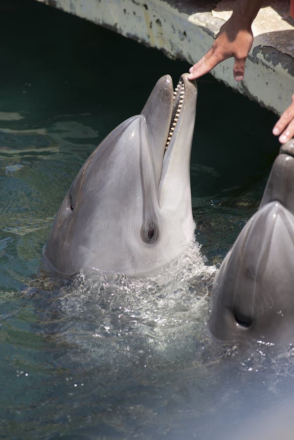 Head of Dolphin Awashed on Shore Stock Image - Image of beach, dolphin ...