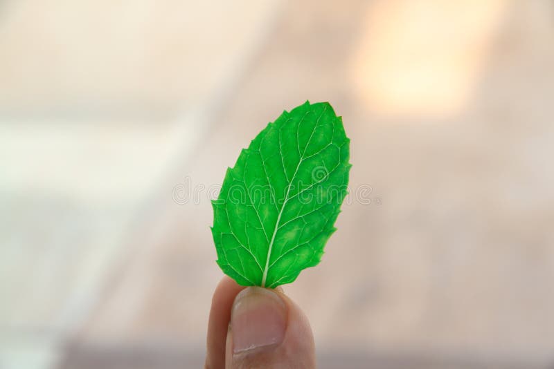Human Hand Holding a Beautiful Mint Leaf Stock Image - Image of leaf ...