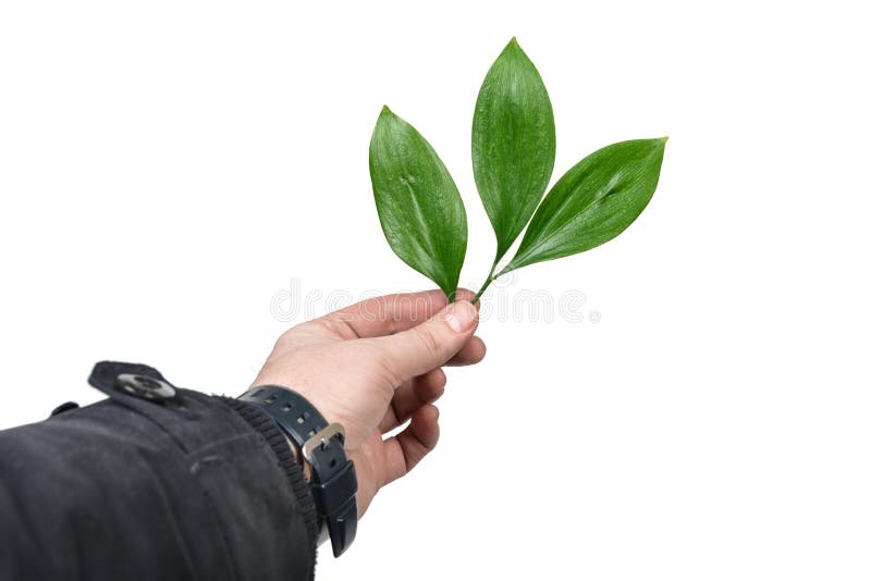 Human Hand Holding a Branch with Three Leaves Stock Photo - Image of ...