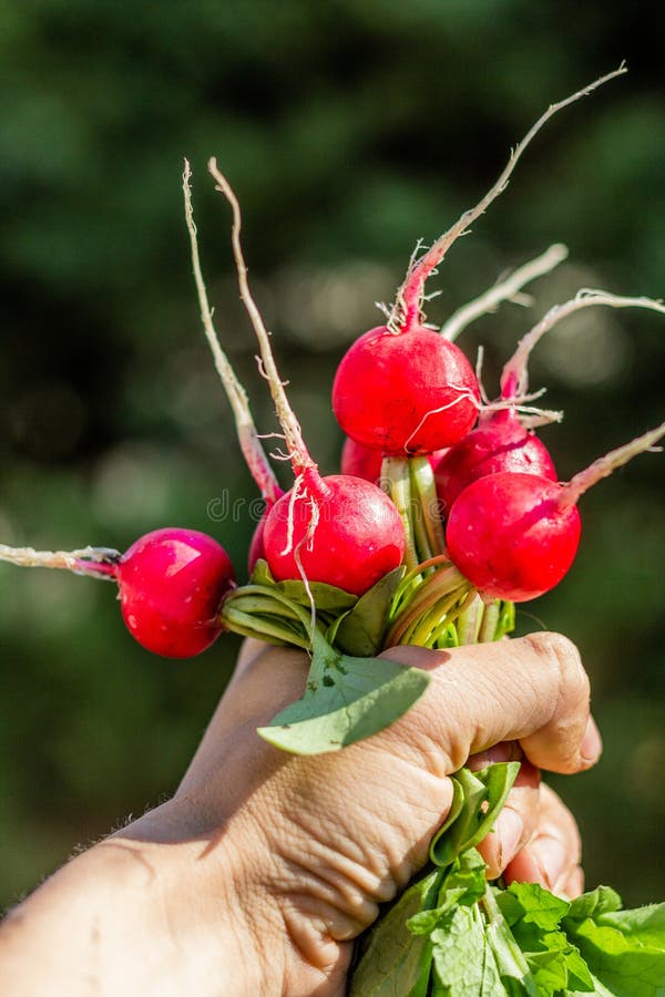 Human Hand Holding a Bunch of Fresh Radish Stock Photo - Image of ...