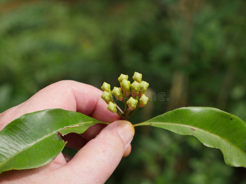 Human Hand Holding Clove with Green Leaves Stock Image - Image of ...